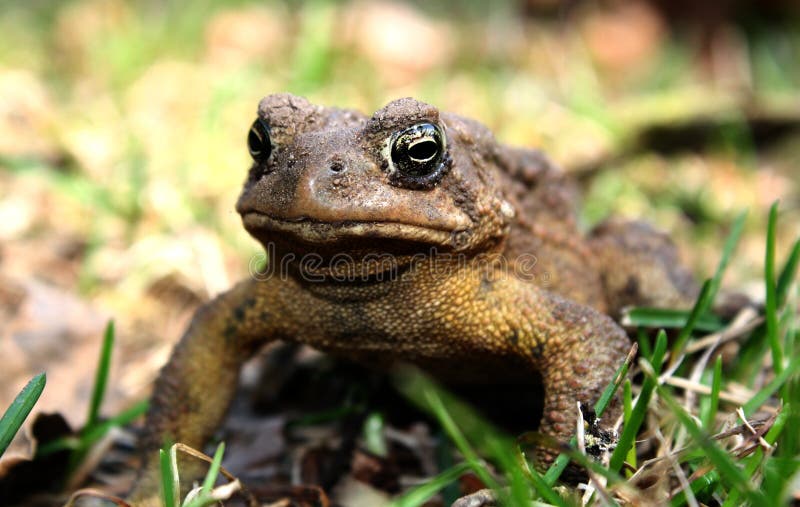 Grumpy Toad stock image. Image of amphibian, grumpy, toad - 42394959