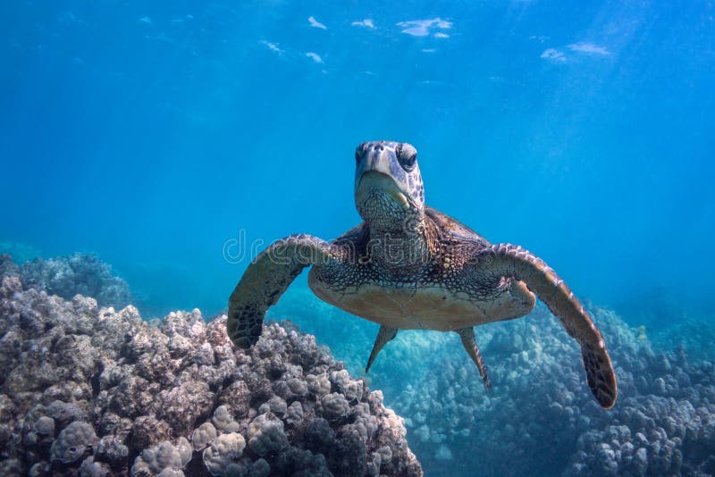 Grumpy Turtle stock image. Image of hawaii, wild, apnea - 76701757