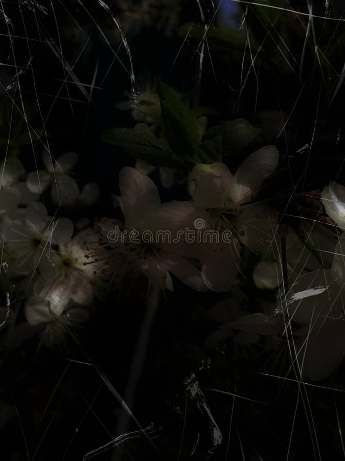 Grunge Background with Flowers Stock Photo - Image of aged, backdrop ...