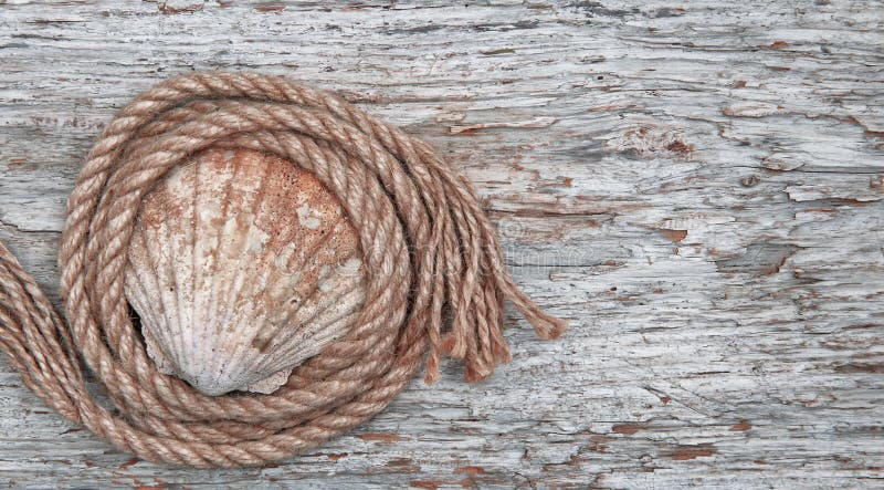 Seashell and rope stock photo. Image of marine, seashell - 731840