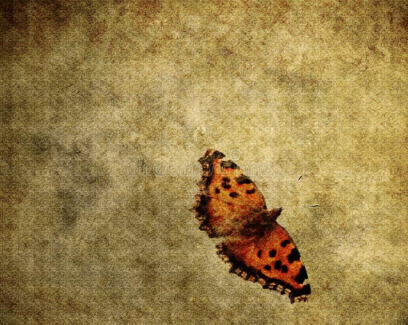 Grunge butterfly stock image. Image of decorative, beauty - 23409511