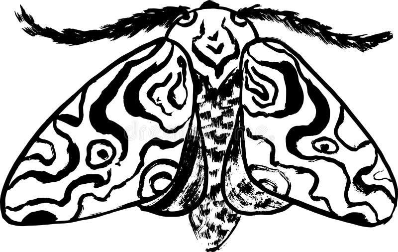 Grunge Hand Drawn Ink Brush Night Moth Stock Illustration ...