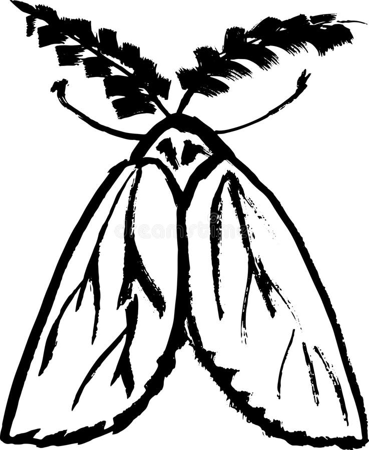Grunge Hand Drawn Ink Brush Night Moth Stock Illustration ...