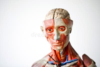 Grunge human anatomy stock image. Image of body, human - 23103157