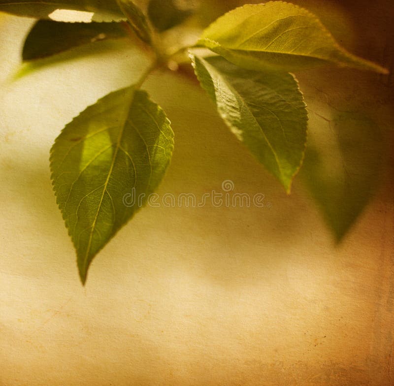 Grunge Image of Spring Foliage Stock Photo - Image of antique ...