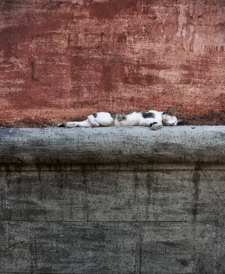 Grunge old photo cat stock image. Image of wall, background - 18069565