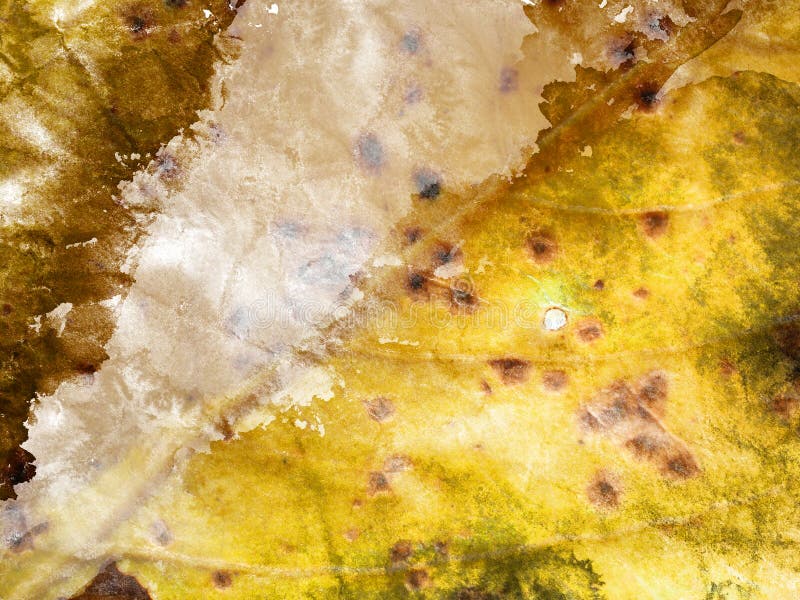 Grunge paper texture stock photo. Image of color, backgrounds - 80383480