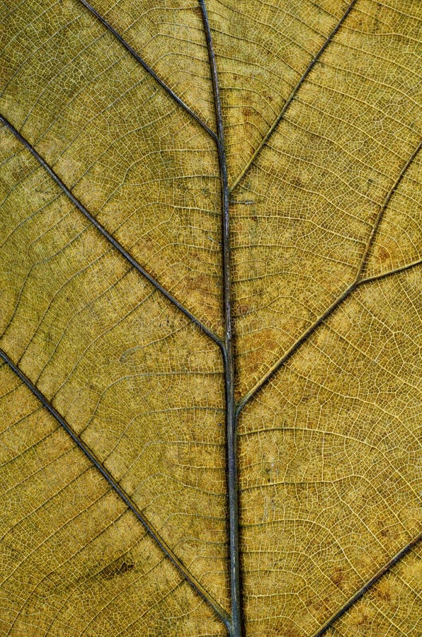 Grunge plant texture stock image. Image of foliage, design - 35165155