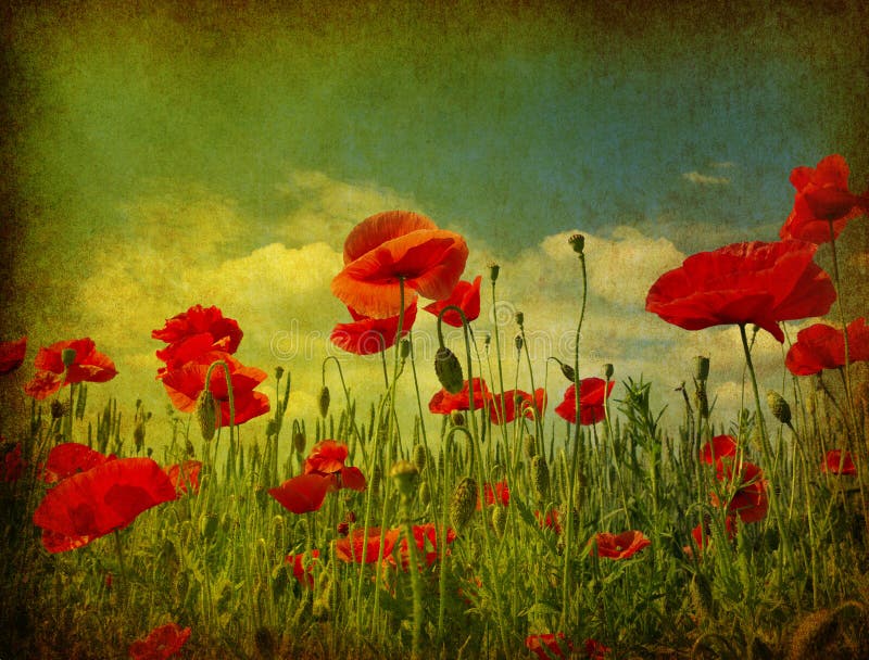 WW1 First World War Abstract Background with Poppies Stock Image ...