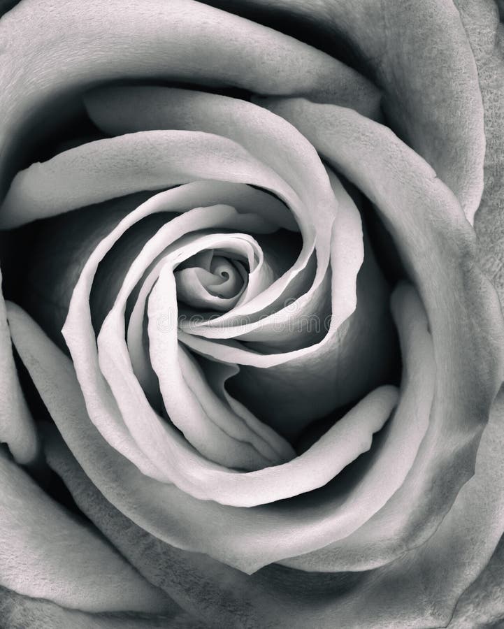 Grunge Processed Rose Close Up Stock Photo - Image of nature, grain ...