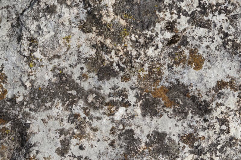 Grunge rock stock image. Image of macro, background, mildew - 90455403