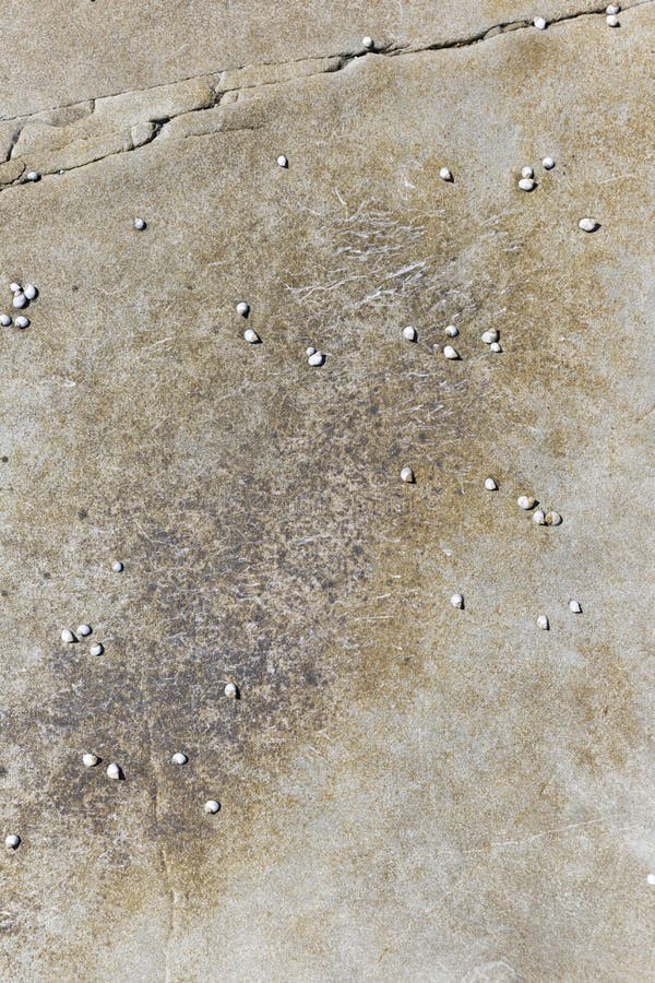Grunge and Rough Rock Surface on Beach with Tiny Shells Stock Photo ...