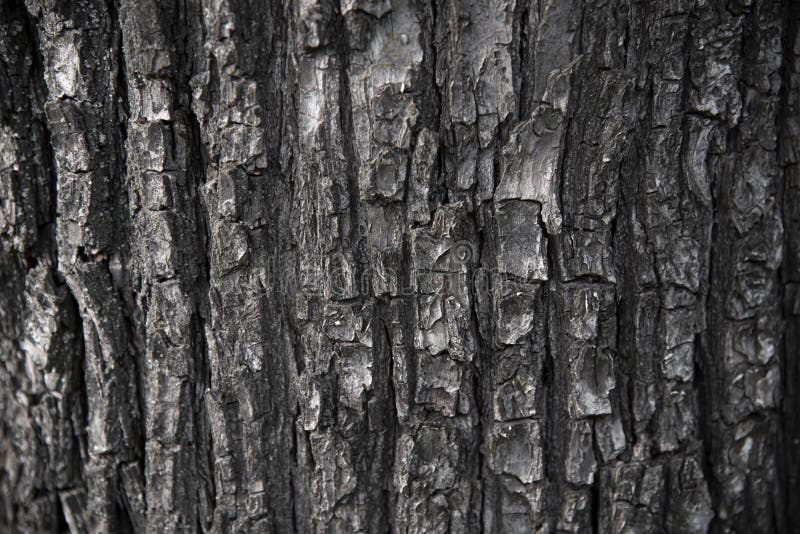 The Old Pear Tree Bark Texture for Background in Design, Deep Vertical ...