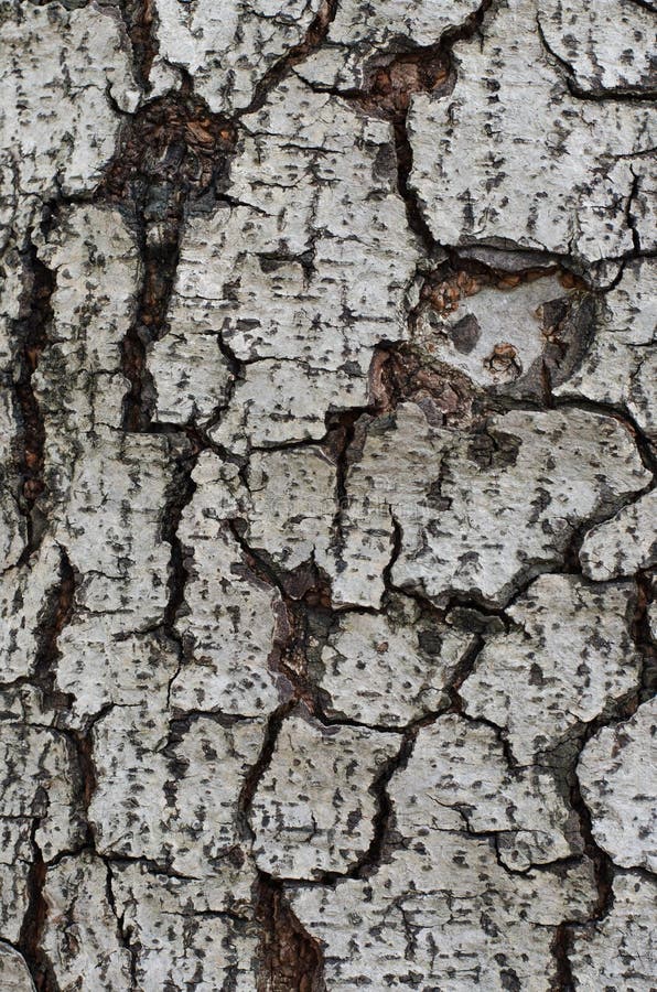 Grunge Texture of Tree Peel. Stock Image - Image of wooden, abstract ...