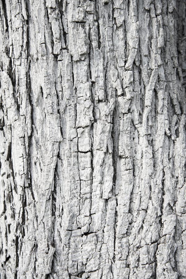 The Old Pear Tree Bark Texture Covered with Lime Paint for Background ...