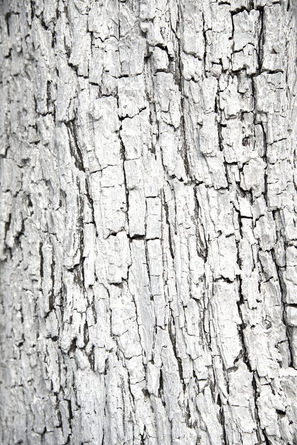 The Old Pear Tree Bark Texture Covered with Lime Paint for Background ...