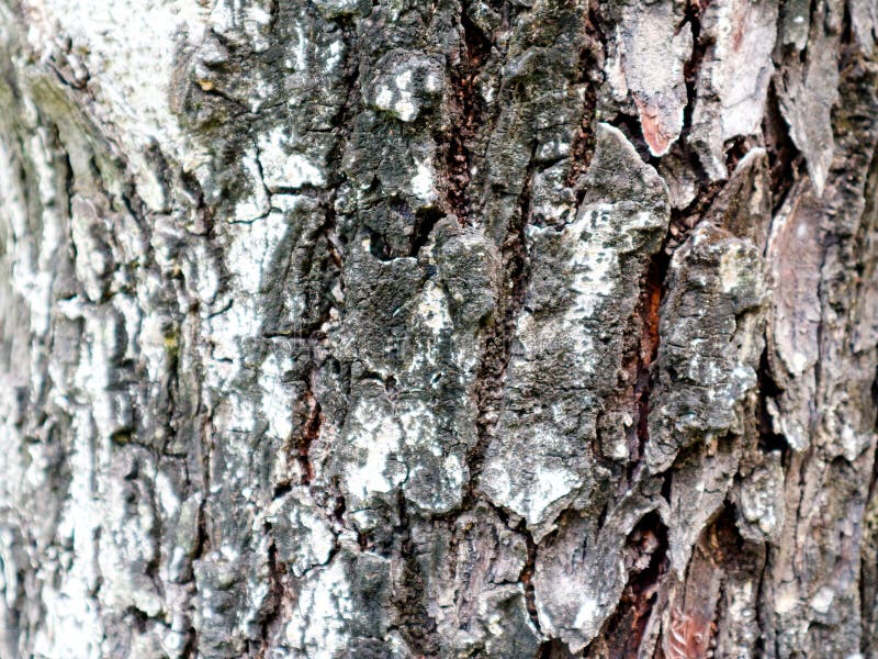 Dry grunge tree stock photo. Image of environment, life - 18648134