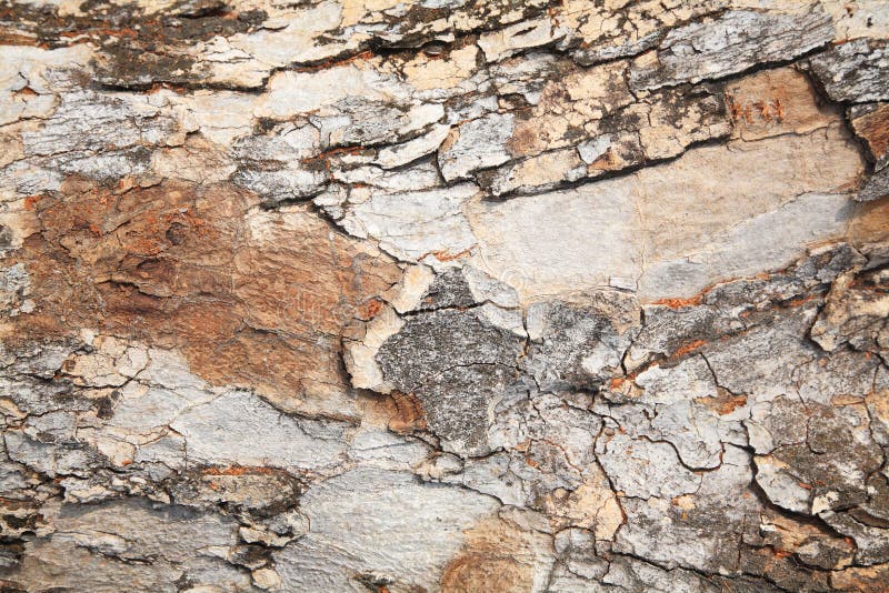 Dry grunge tree stock photo. Image of environment, life - 18648134