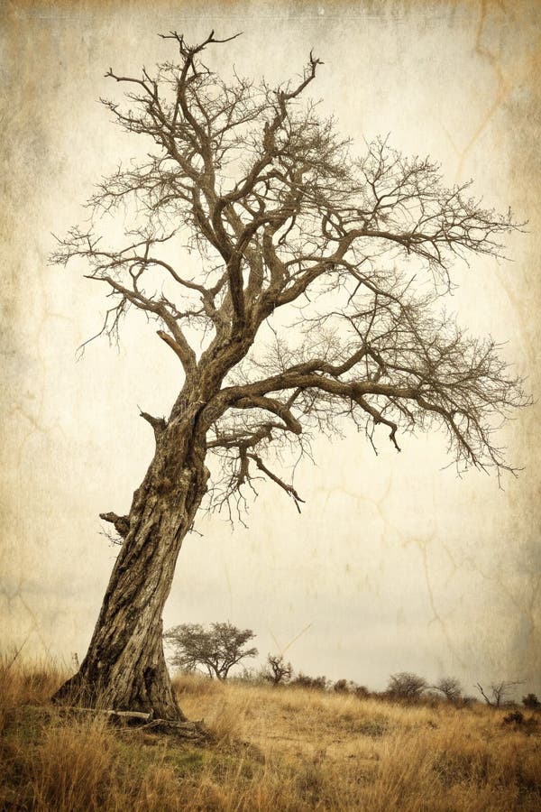 Grunge Tree Over Vintage Background Stock Illustration - Illustration ...