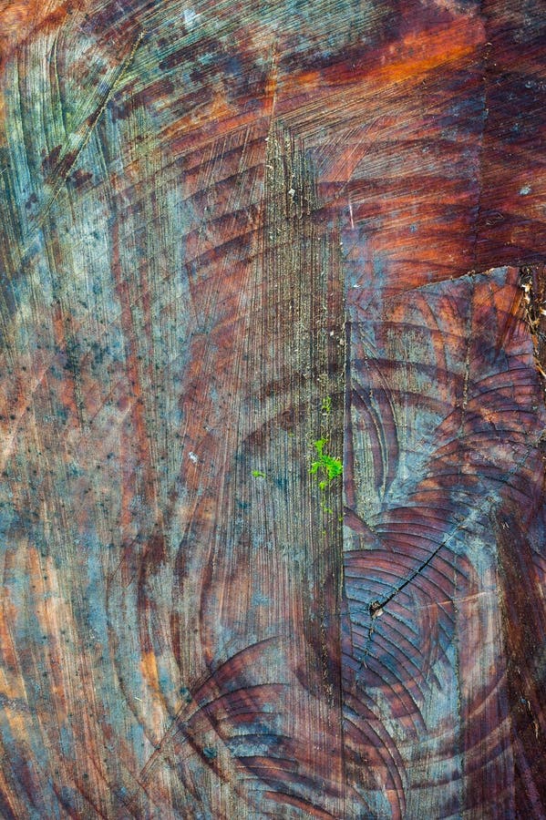 Dry grunge tree stock photo. Image of environment, life - 18648134