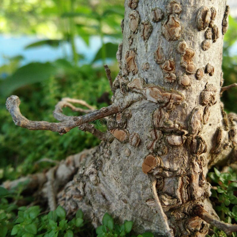 Grunge tree trunk stock image. Image of brown, macro - 93197761