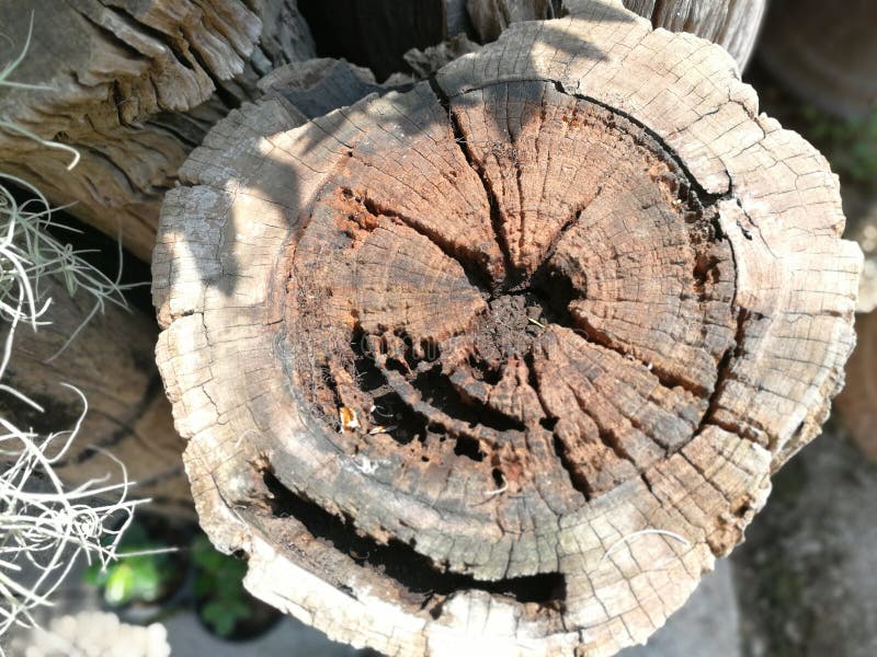 Grunge Wood Stump Decay or Rot. Stock Photo - Image of decaying ...