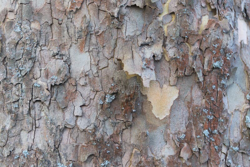 Grunge wood tree texture stock image. Image of aging - 125477465
