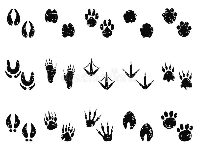Impala Footprint Stock Illustrations – 62 Impala Footprint Stock ...