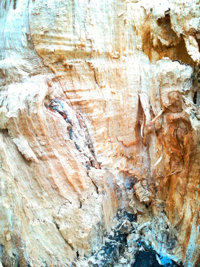 Inside tree stump stock photo. Image of decoration, bark - 110516696