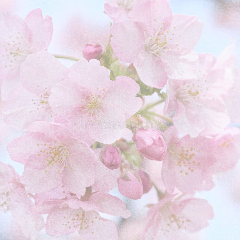 Grungy Faded Flower Background Stock Illustration - Illustration of ...