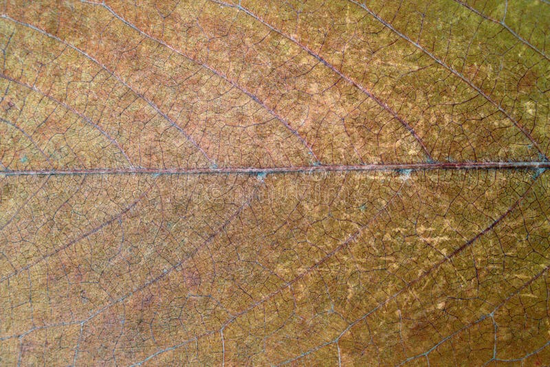 Leaf surface stock photo. Image of surface, foliage, chlorophyll - 25983472