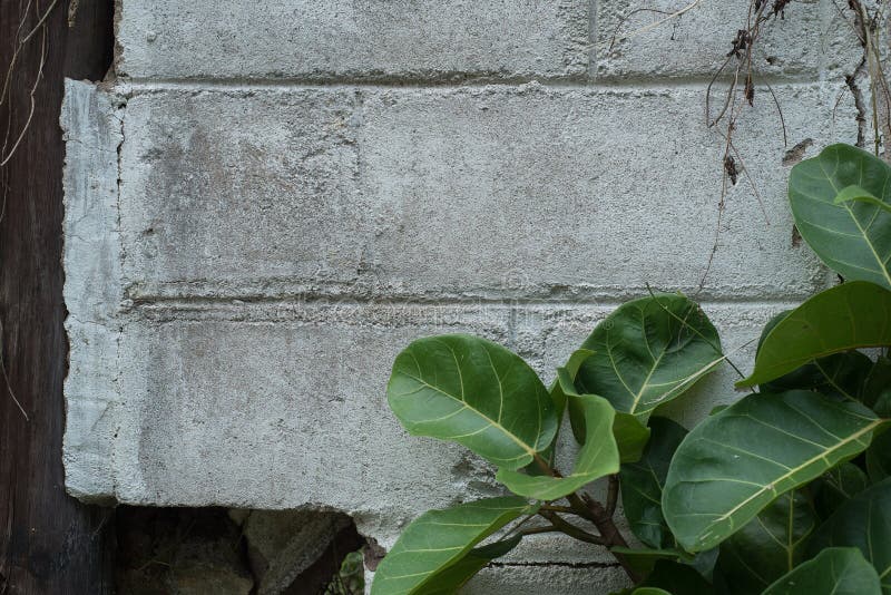 Grungy White Brick Texture with Green Leaves Stock Image - Image of ...