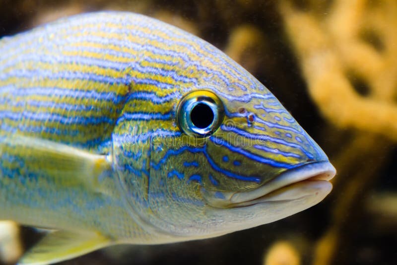 Grunt Fish stock photo. Image of blue, feather, bocas - 35103274