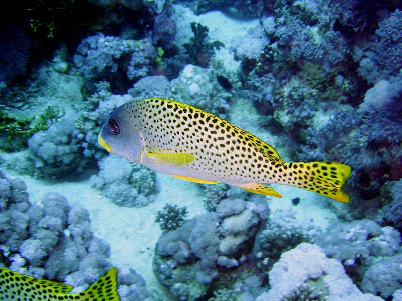 Grunt Fish with dots stock image. Image of sinai, diving - 17709681