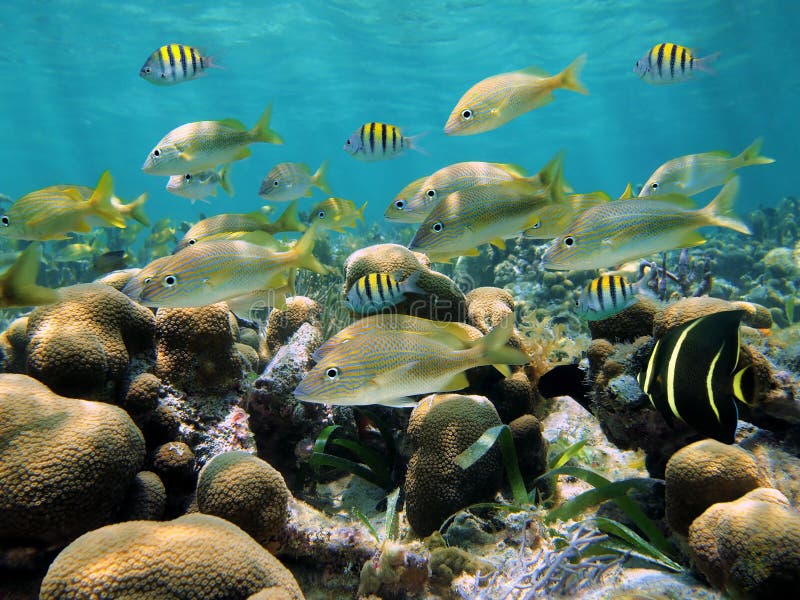 Grunt Fish Over a Coral Reef Stock Photo - Image of honduras, bahamas ...