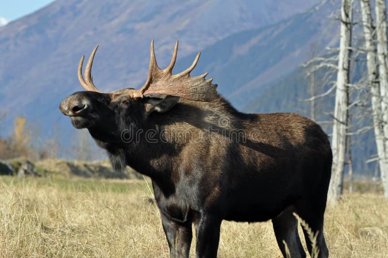 Bull moose stock image. Image of head, wildlife, north - 16567241