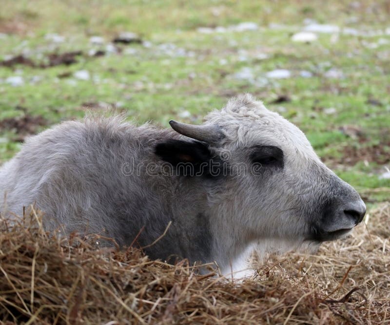 Grunting ox stock photo. Image of grunting, farm, blue - 236377004