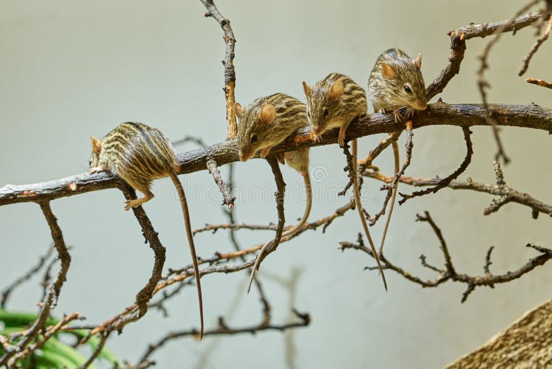 Grup of Barbary Striped Grass Mouses Sitting on a Tree Branch in the ...