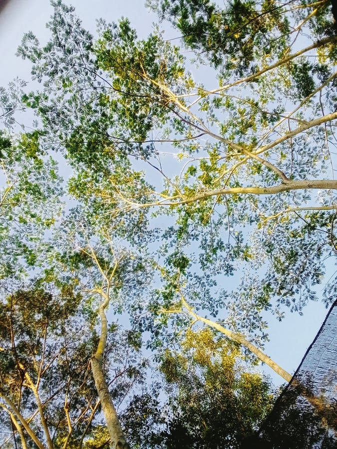 Grup of Tree , View from the Ground Stock Photo - Image of grup, tree ...