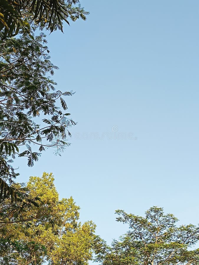 Grup of Tree , View from the Ground Stock Photo - Image of ground, grup ...