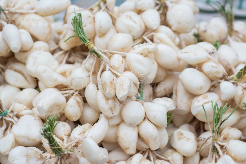 Ignam Zdjęcia Stock - Pobierz 17,578 Zdjęcia Royalty Free