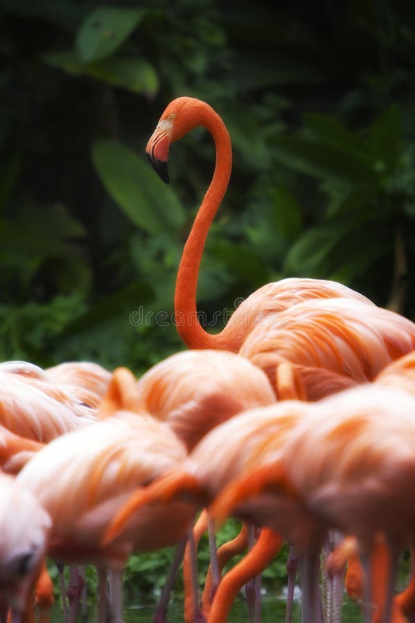 Grupo bonito do flamingo foto de stock. Imagem de verde - 12517656