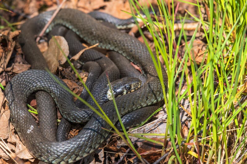 Grupo Com Cobras-de-relva Caindo Ao Sol Imagem de Stock - Imagem de ...