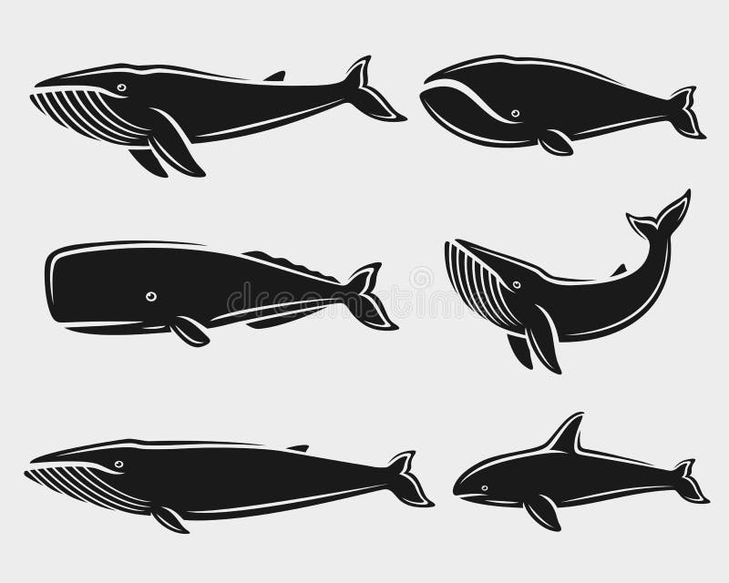 Grupo da baleia Vetor ilustração do vetor. Ilustração de silhueta ...
