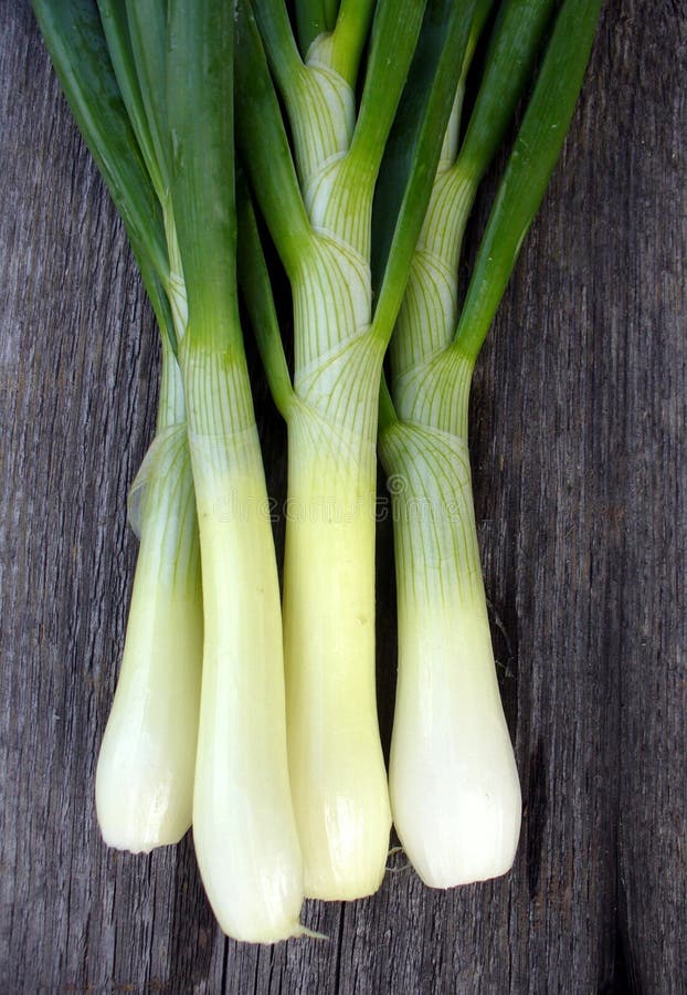 Grupo da cebola verde imagem de stock. Imagem de chefe - 19720041