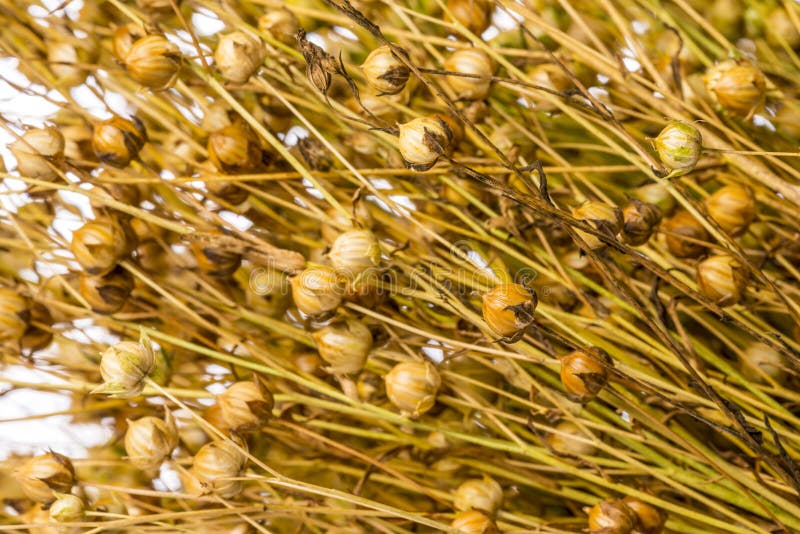 Grupo Da Planta Seca Do Linho Foto de Stock - Imagem de comum, alimento ...