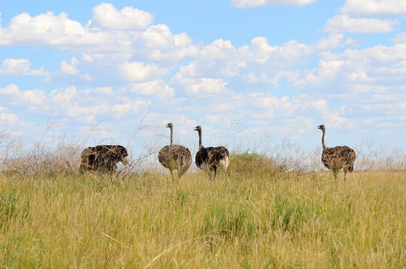 Grupo das avestruzes foto de stock. Imagem de deserto - 30491418