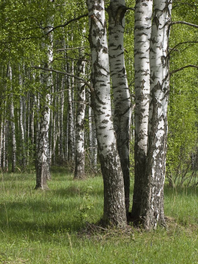 Arboleda del abedul imagen de archivo. Imagen de verdor - 10020533