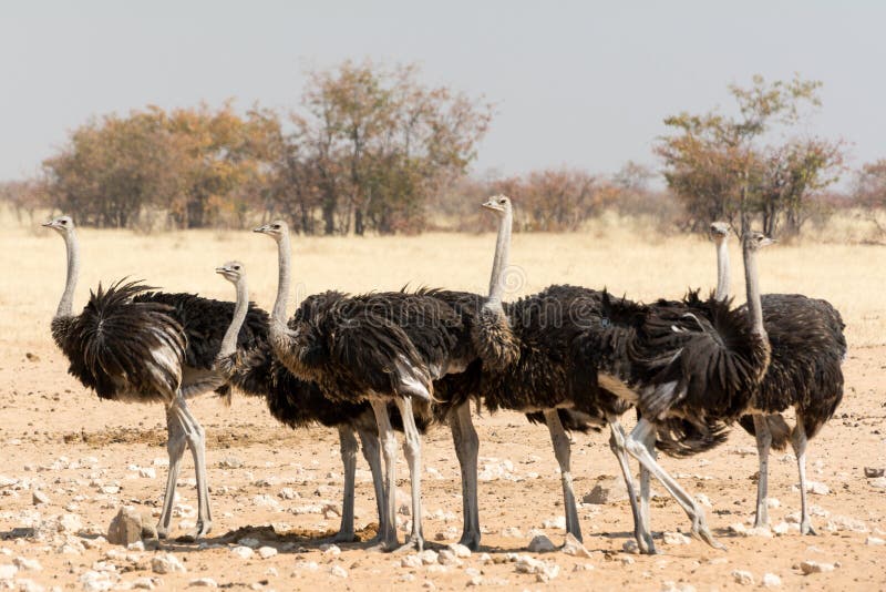 Um Grupo De Avestruzes Isoladas No Fundo Branco Imagem de Stock ...