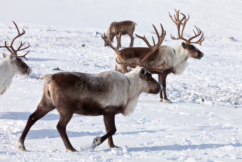Grupo de caribu foto de stock. Imagem de naughty, tundra - 127846580